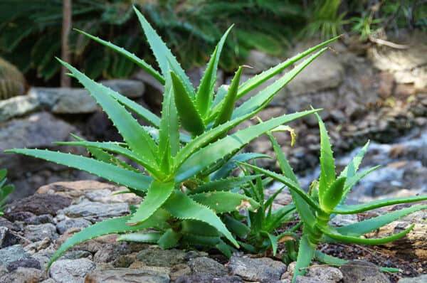 How to Grow Aloe Vera - Permaculture Plants