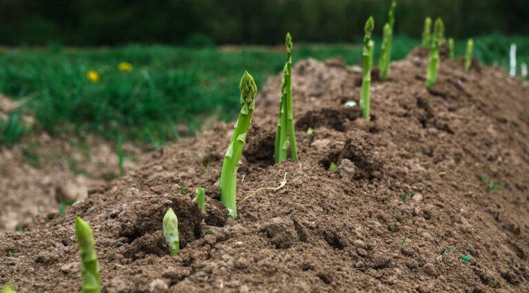 How to Grow Asparagus - Permaculture Plants