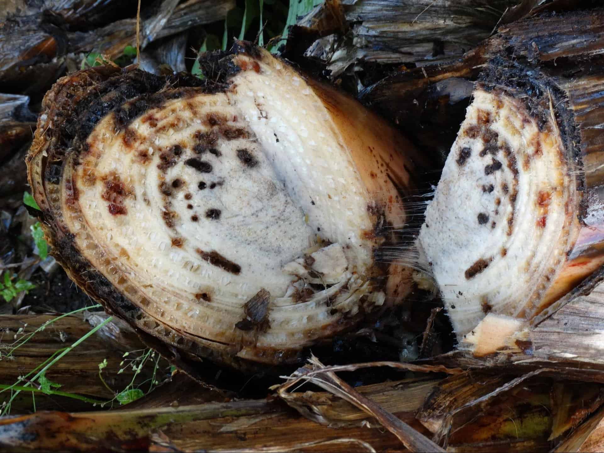 Discover The Delicious Diversity Of Growing Bananas