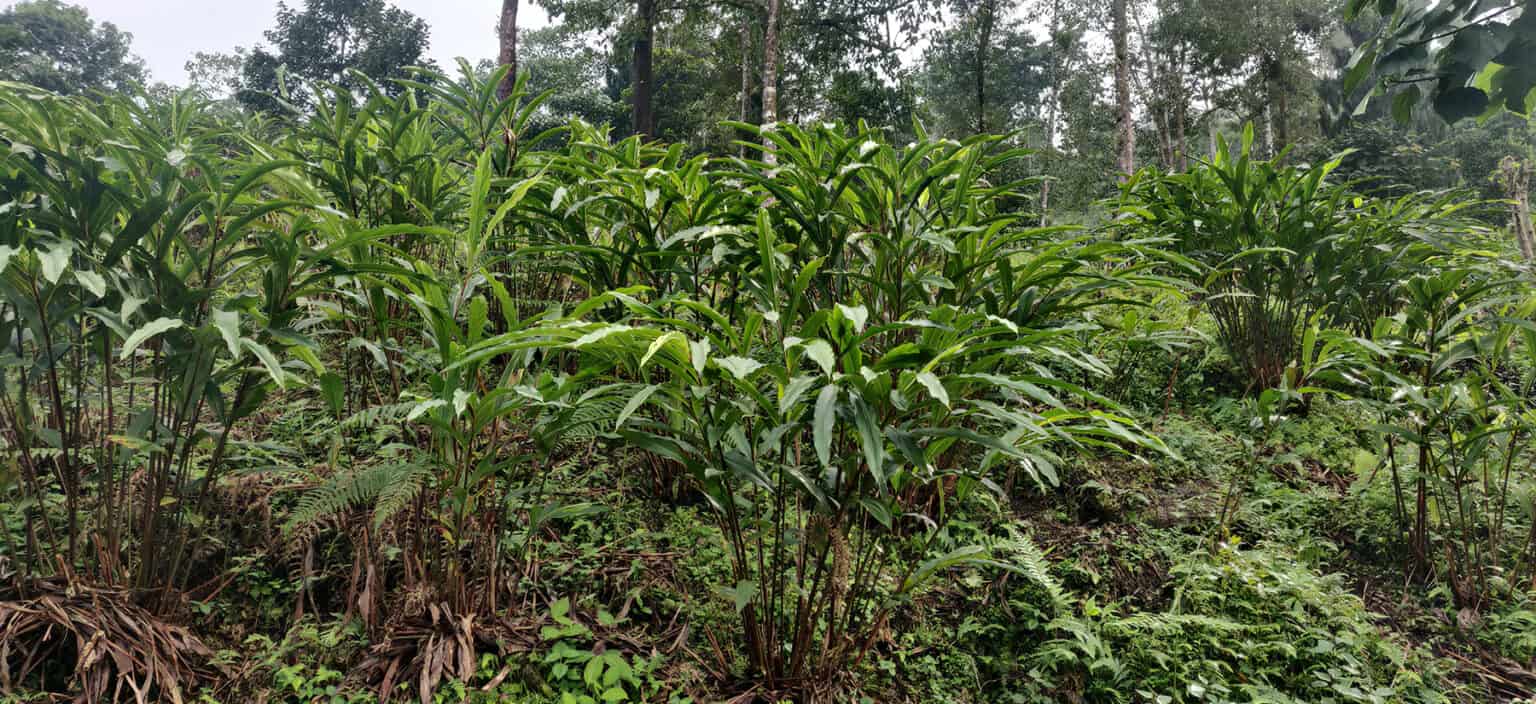 Learn About Traditional Black Cardamom Farming - Permaculture Plants