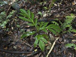 How to Grow Breadfruit - Permaculture Plants