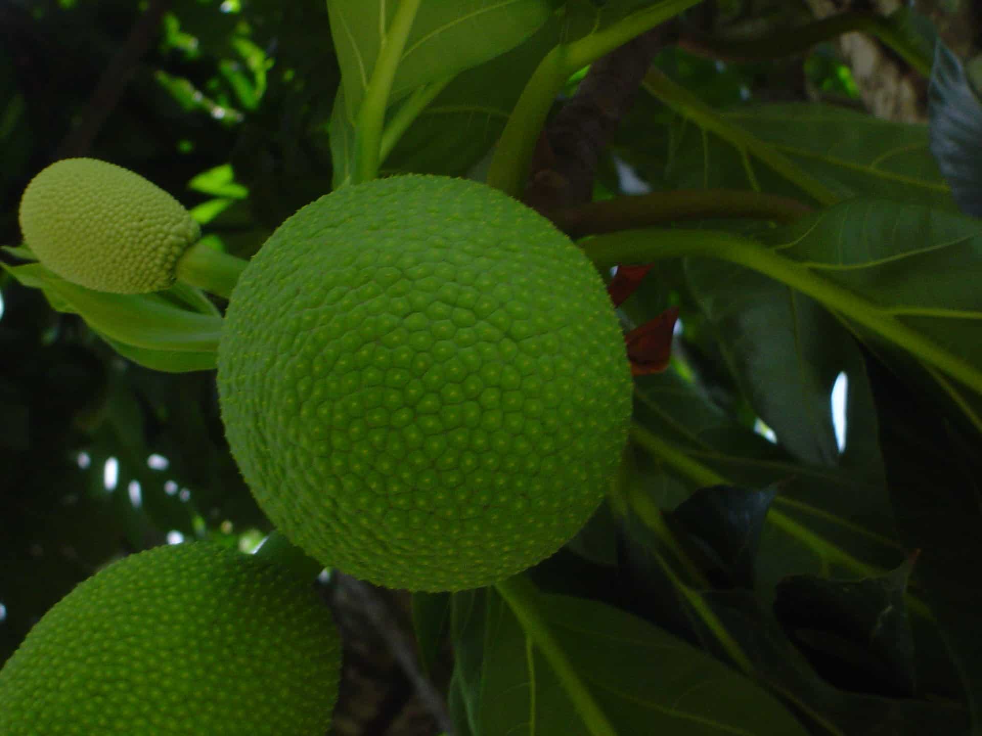 How to Grow a Breadfruit Tree to Unlock Abundance & Food Security