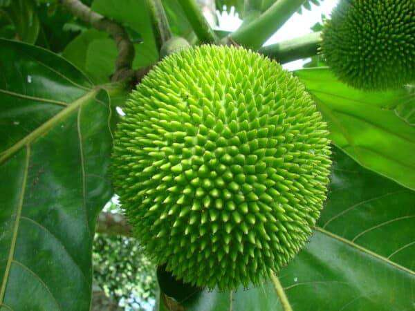 How to Grow a Breadfruit Tree to Unlock Abundance & Food Security