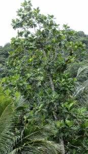 How to Grow Breadfruit - Permaculture Plants