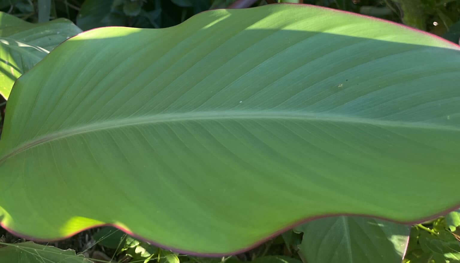 Root – Permaculture Plants