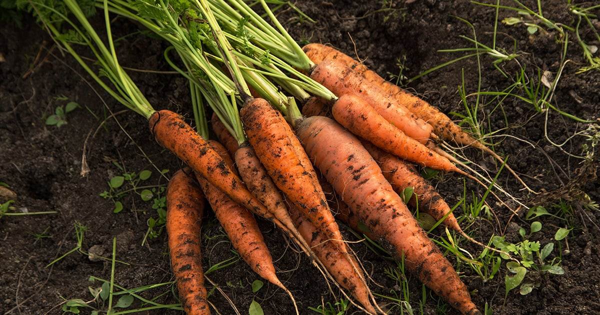 Root – Permaculture Plants