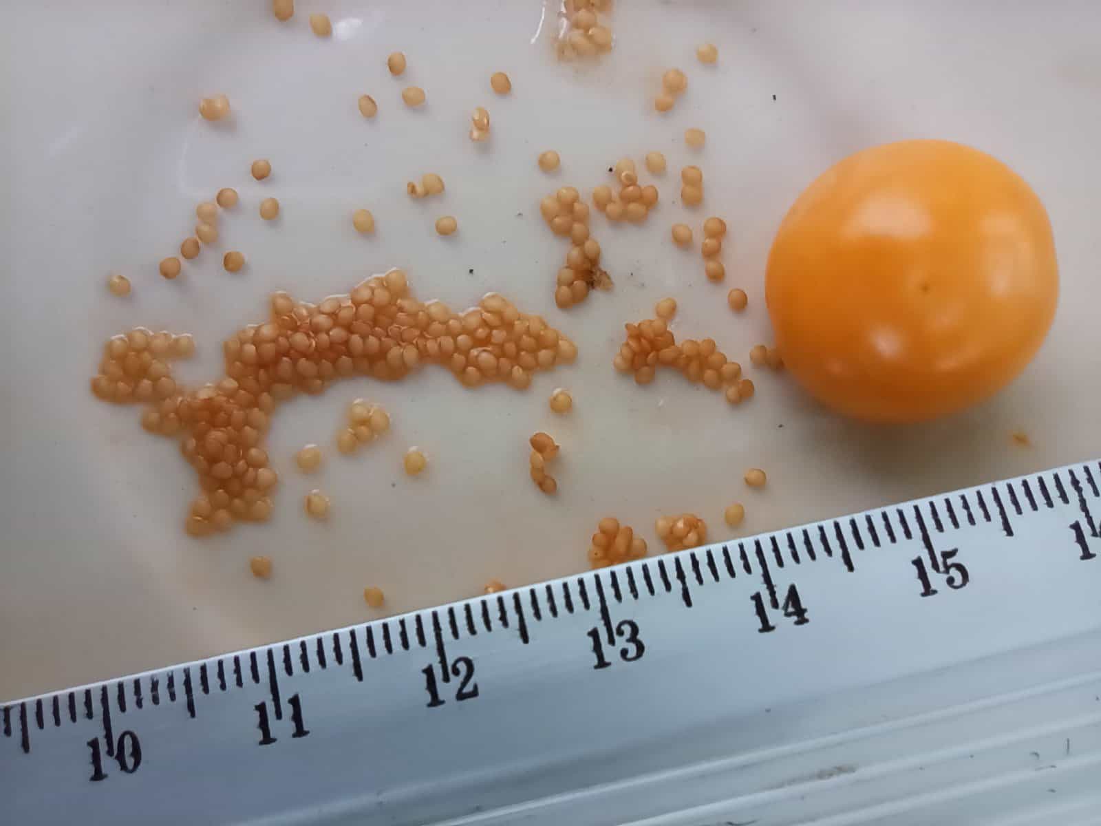 Try Growing Andes' Golden Poha Berry in Your Garden
