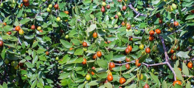 Growing Indian Jujube for Food, Fencing, Fodder, Firewood, and more!