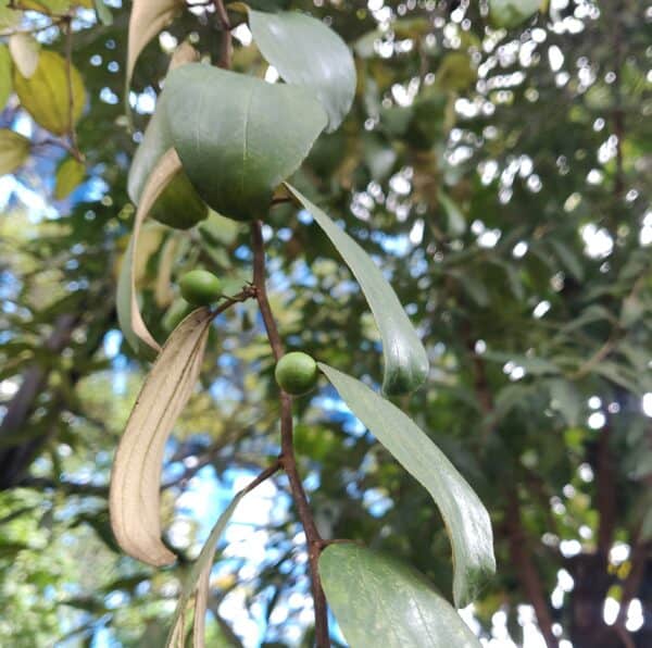 Growing Indian Jujube for Food, Fencing, Fodder, Firewood, and more!