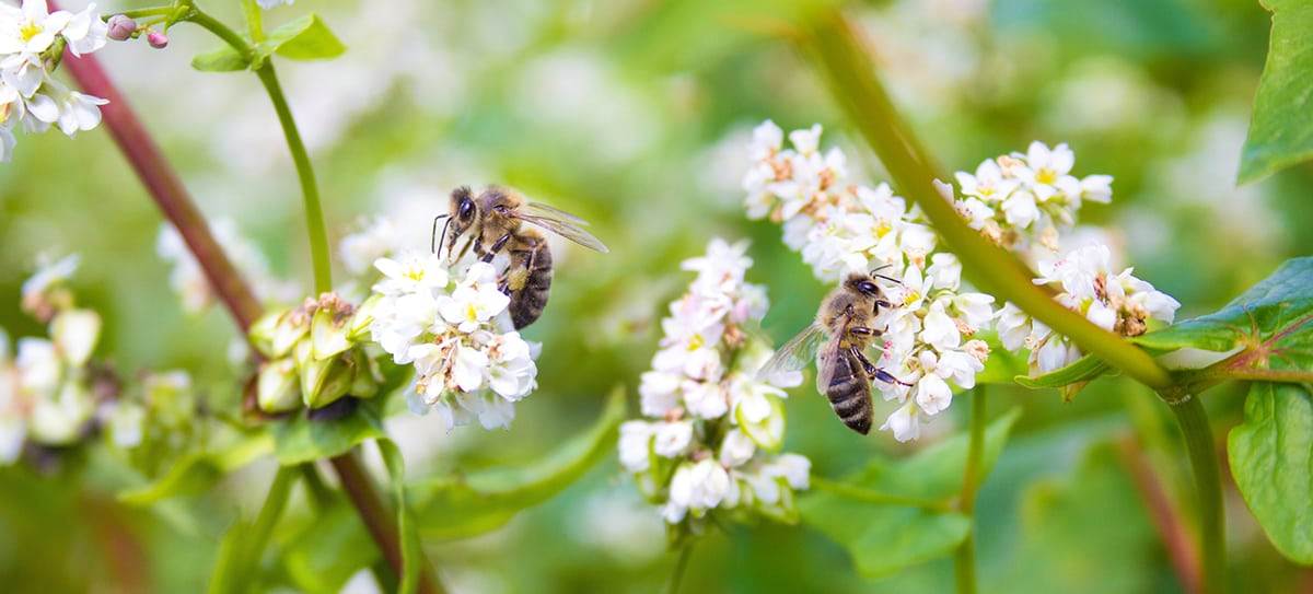 Insectary Plants for Pollinators & Beneficial Insects - Permaculture Plants
