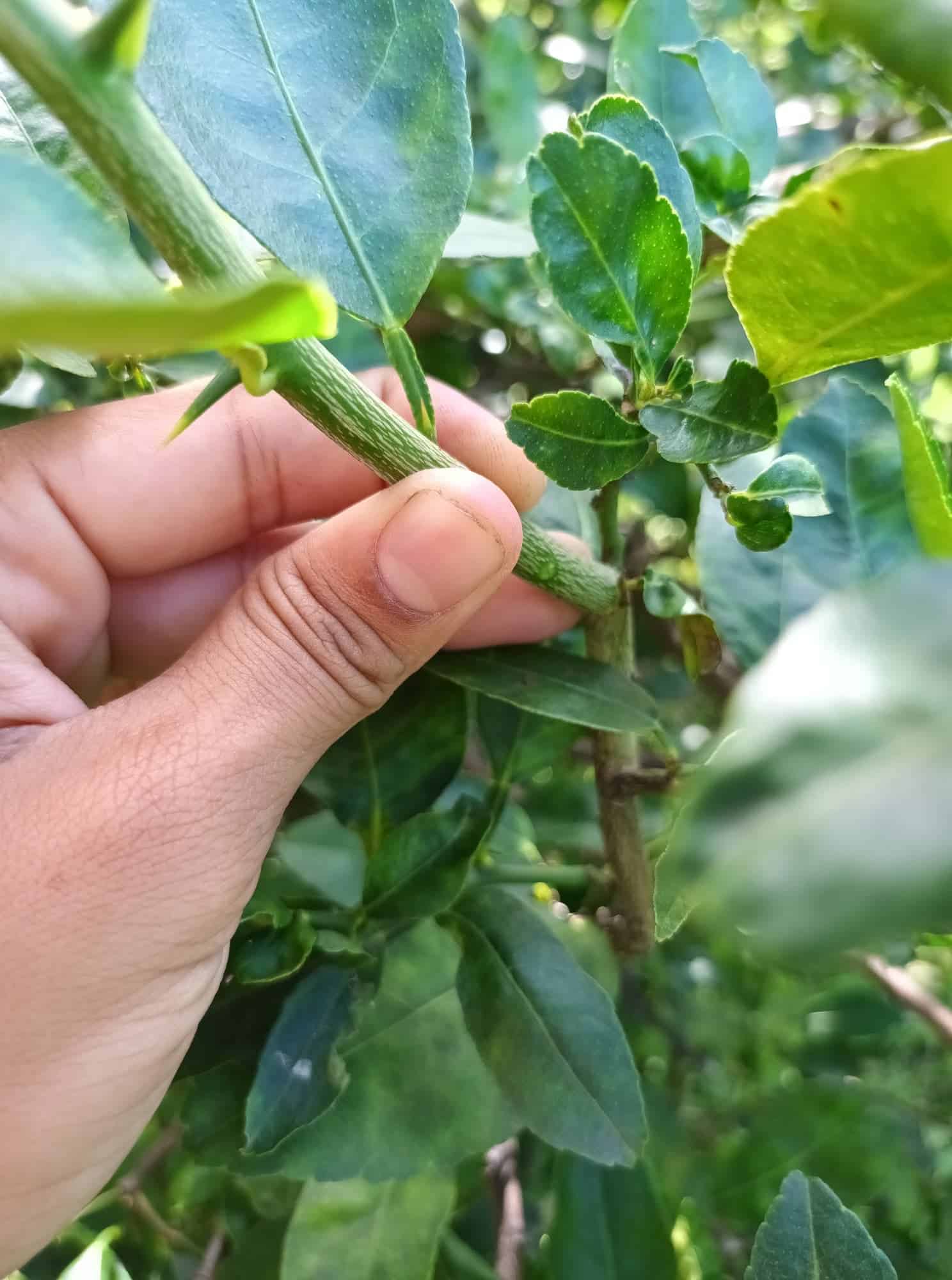Learn How Grow Lime Trees for Year-round Tangy Abundance!