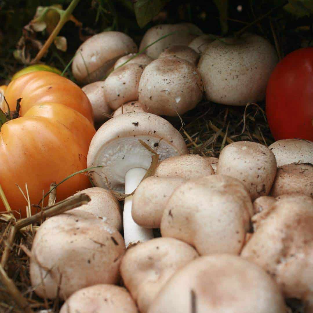 Outdoor Mushroom Cultivation in the Garden