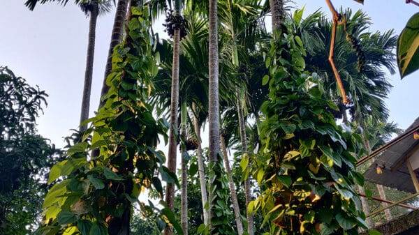 How to Grow Black Pepper - Permaculture Plants