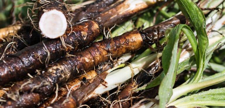 Root - Permaculture Plants