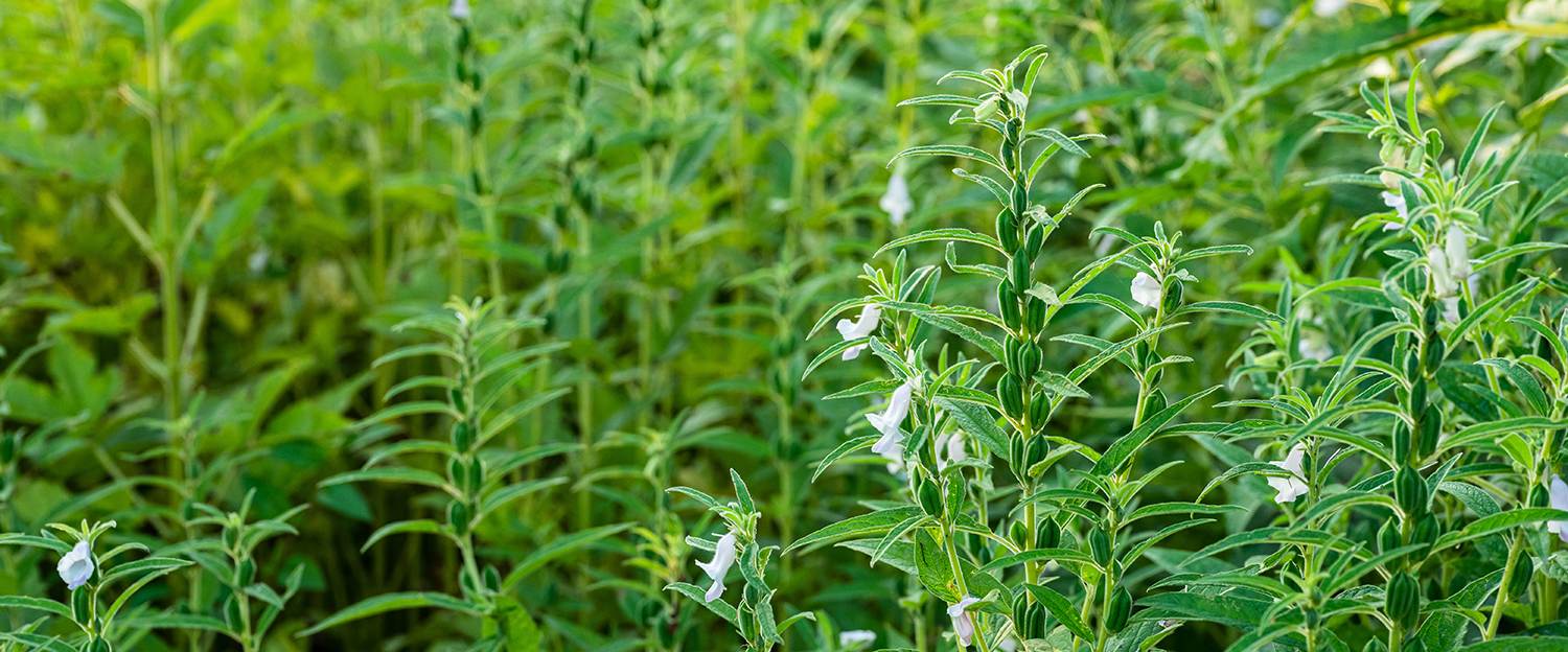 How to Grow Sesame - Permaculture Plants