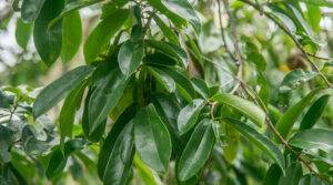 Growing the Medicinal Soursop Tree - Treat Yourself to Tropical Sweetness