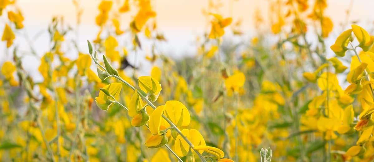 Perilla: An Asian Herb With a Kick! Learn How to Grow, Care, Harvest & Use.