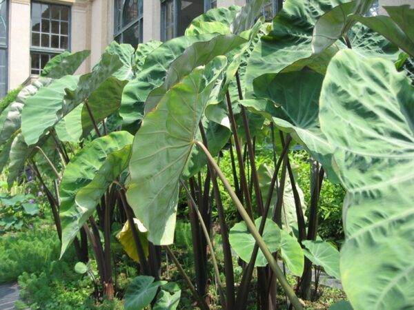 Capturing the Magnificence of Taro: A Staple Superfood of Cultures ...