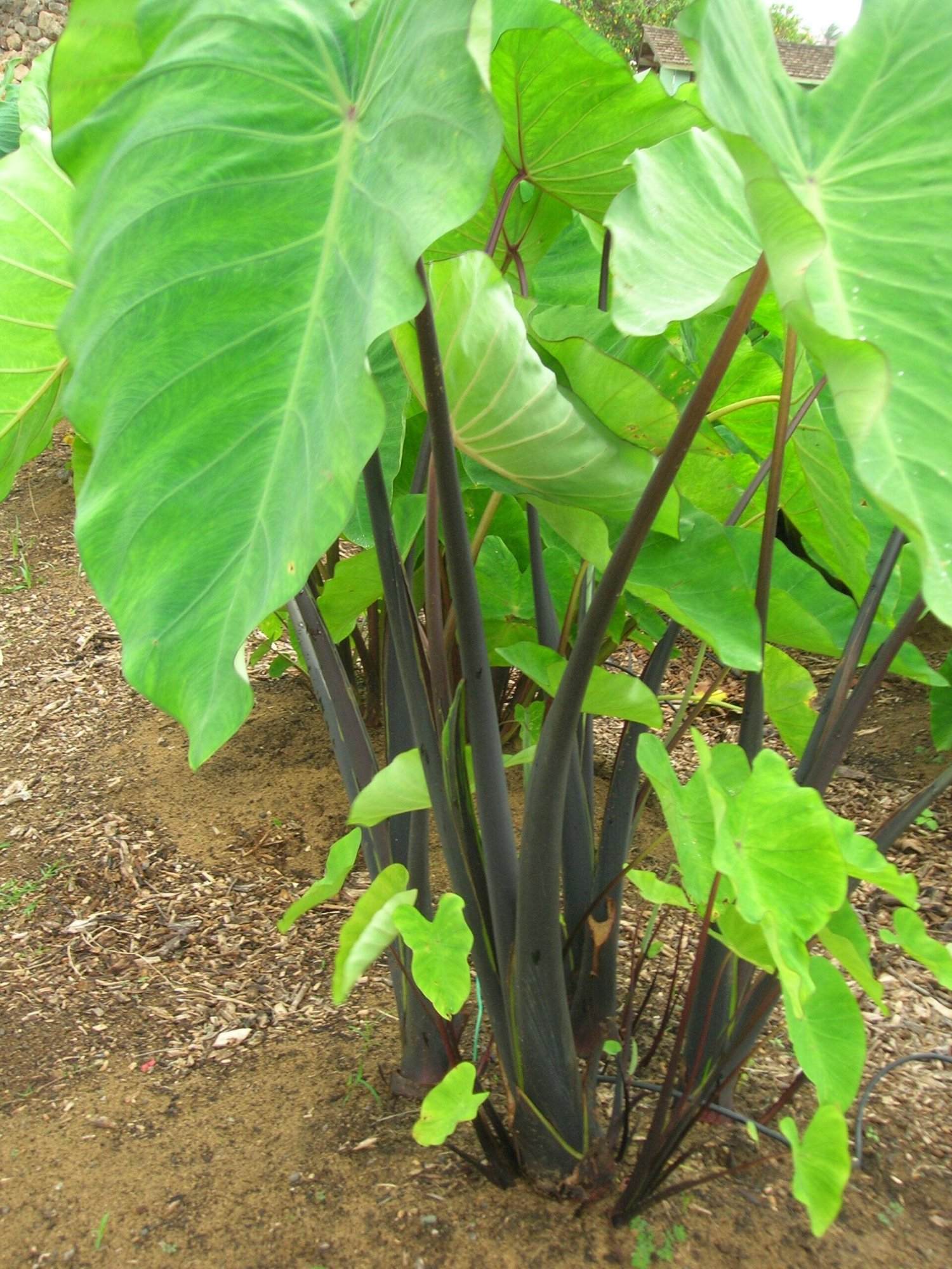 Capturing the Magnificence of Taro: A Staple Superfood of Cultures ...
