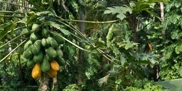 How to Grow Kokum Tree (Garcinia indica) - Permaculture Plants